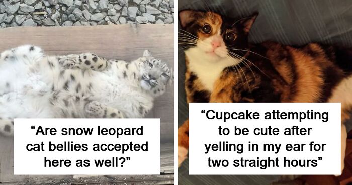 50 Times Cats Went Belly Up And Showed Off Their Adorable Tummies ...