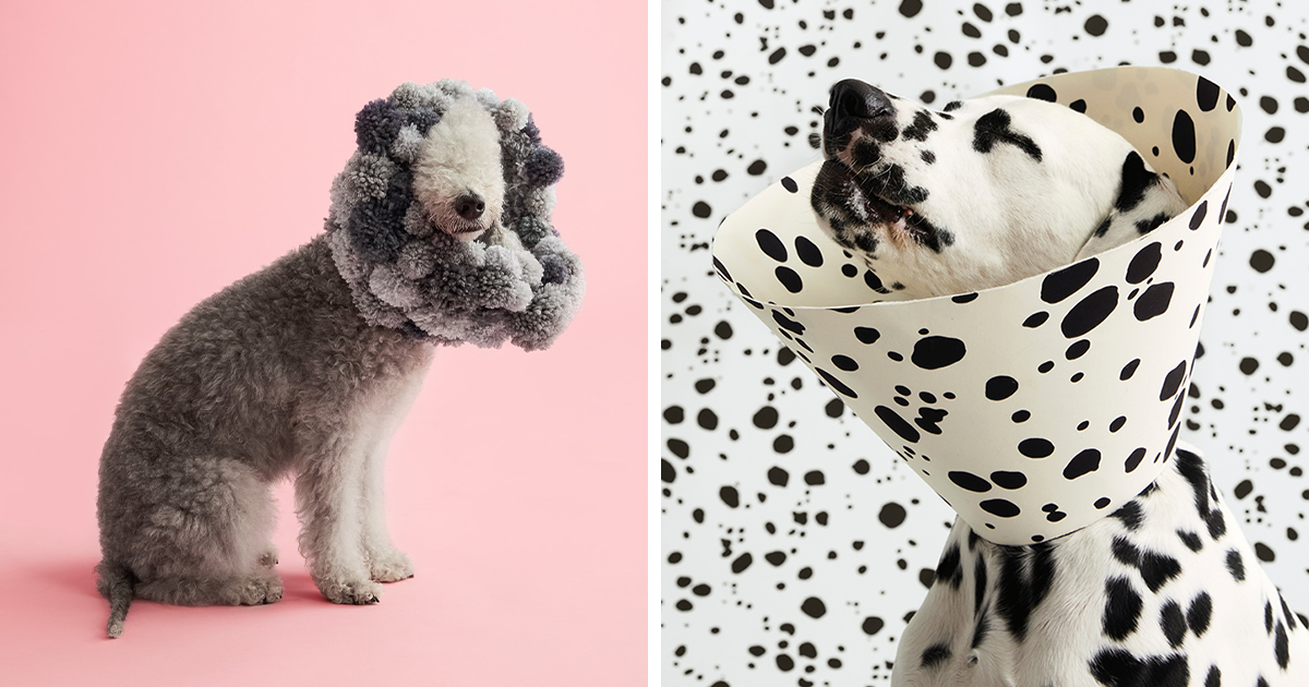 “Cone Of Shame”: 14 Playful Dog Photographs By Winnie Au | Bored Panda