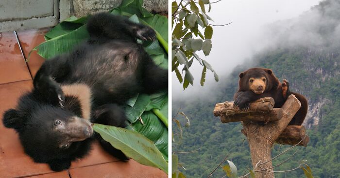 We Rescued A Sun Bear And A Moon Bear Cub In One Day