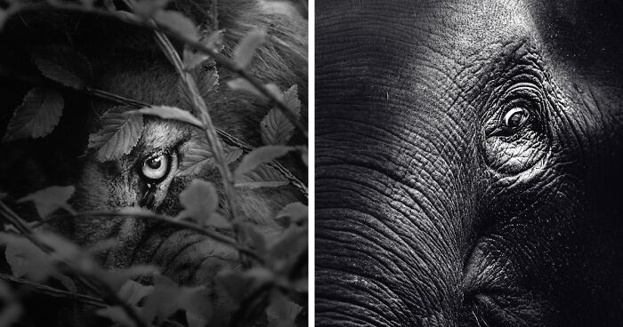 I Spent Hours Photographing Zoo Animals’ Eyes, And These 11 Photos ...
