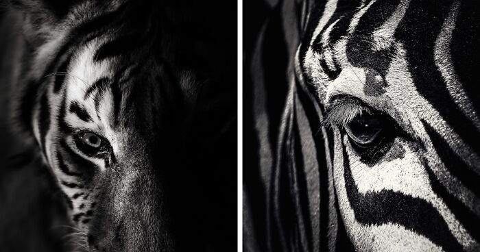 I Spent Hours Photographing Zoo Animals’ Eyes, And These 11 Photos ...