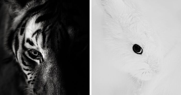 I Spent Hours Photographing Zoo Animals’ Eyes, And These 11 Photos ...