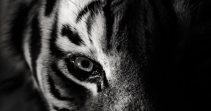 I Spent Hours Photographing Zoo Animals’ Eyes, And These 11 Photos ...
