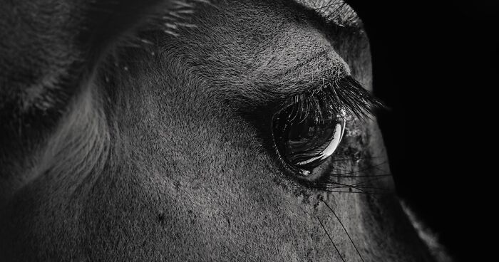 I Spent Hours Photographing Zoo Animals’ Eyes, And These 11 Photos ...