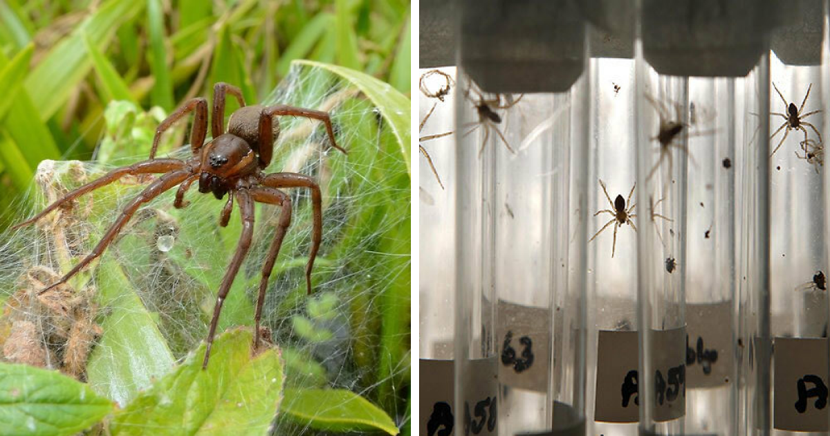 Zoo Celebrates Release Of Thousands Of “Giant Spiders” That Can Grow As ...