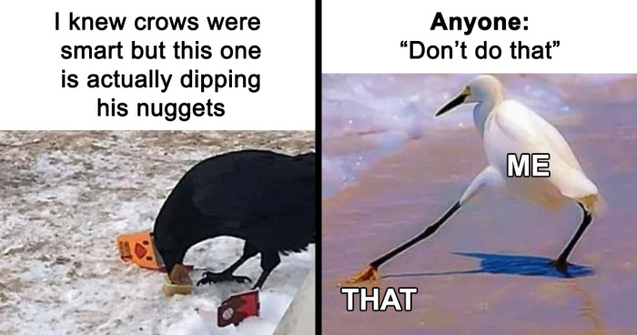 50 Times Birds Were Perfect Material For Memes