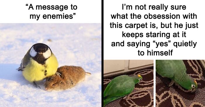 50 Times Birds Were Perfect Material For Memes