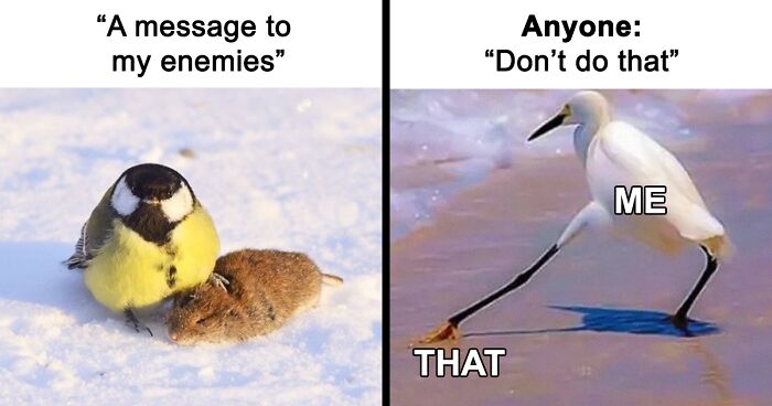 50 Times Birds Were Perfect Material For Memes