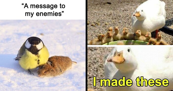 50 Times Birds Were Perfect Material For Memes
