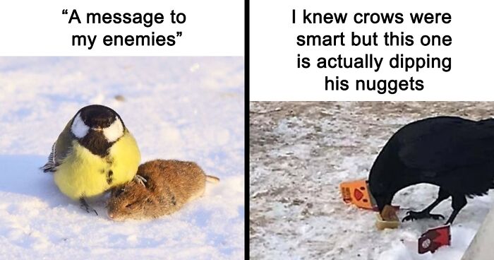 50 Times Birds Were Perfect Material For Memes