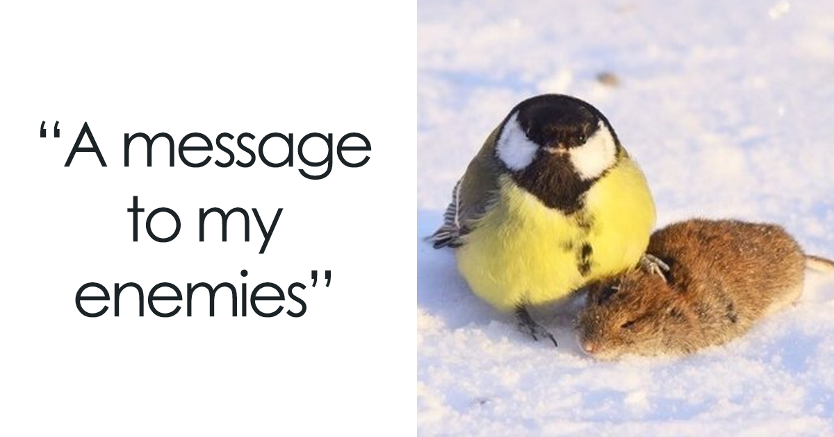 50 Times Birds Were Perfect Material For Memes | Bored Panda