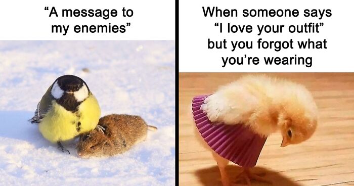 50 Times Birds Were Perfect Material For Memes