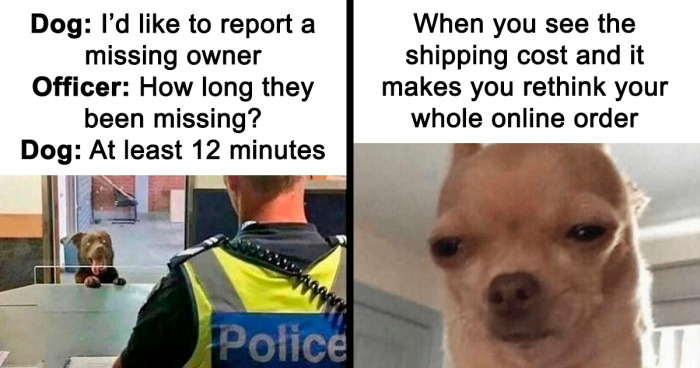 50 Dog Memes That Are Adorable And Funny At The Same Time