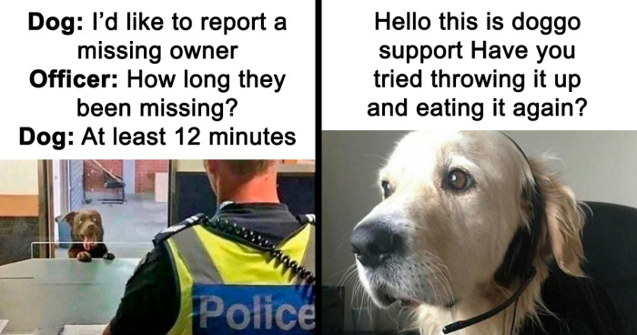 50 Dog Memes That Are Adorable And Funny At The Same Time