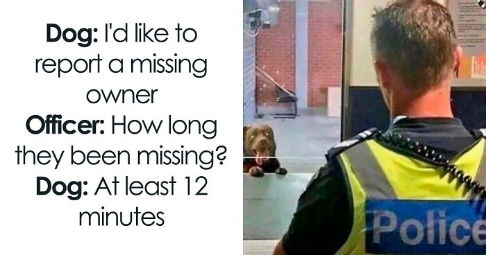 50 Dog Memes That Are Adorable And Funny At The Same Time