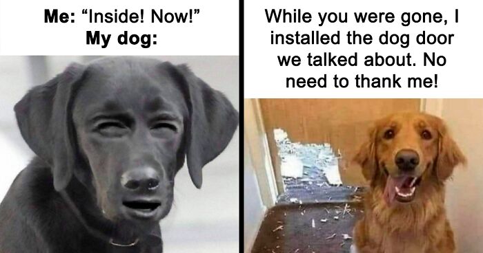 50 Dog Memes That Are Adorable And Funny At The Same Time