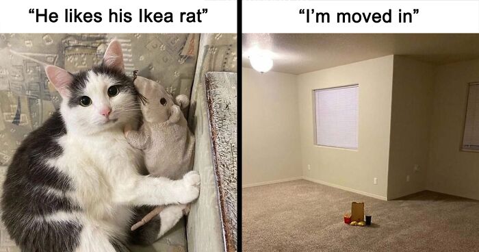 ‘Unbruthered’: 40 Totally Random Memes That Escalate Quickly | Bored Panda