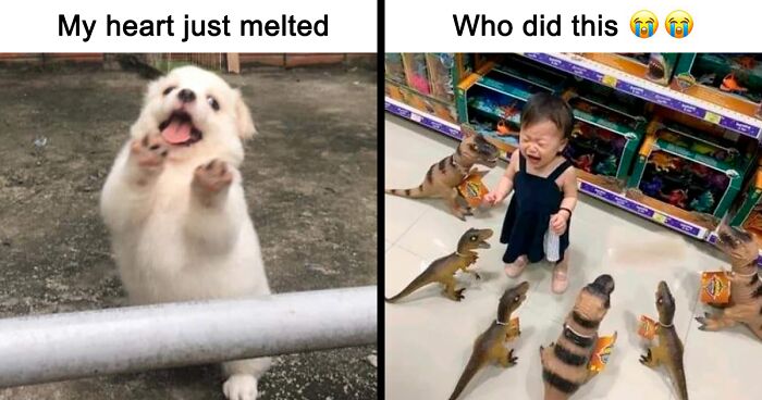 50 Random Memes That Have No Business Being This Funny
