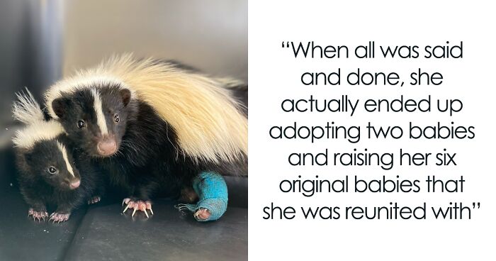 Injured Mama Skunk Ends Up Adopting An Orphan, The Next Day The Rescue ...