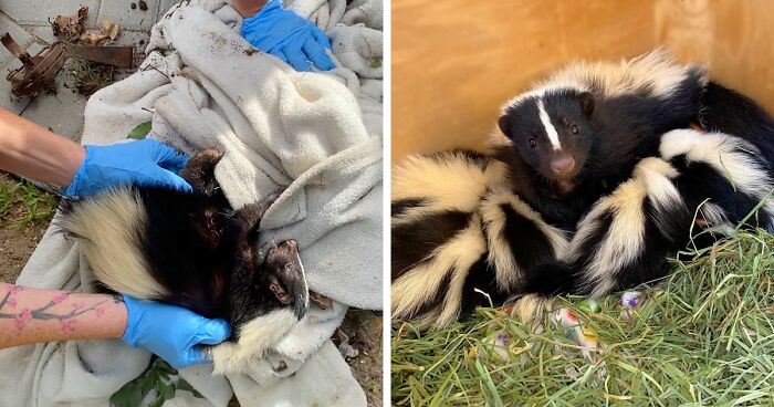 Injured Mama Skunk Ends Up Adopting An Orphan, The Next Day The Rescue Team Finds Her Babies ...