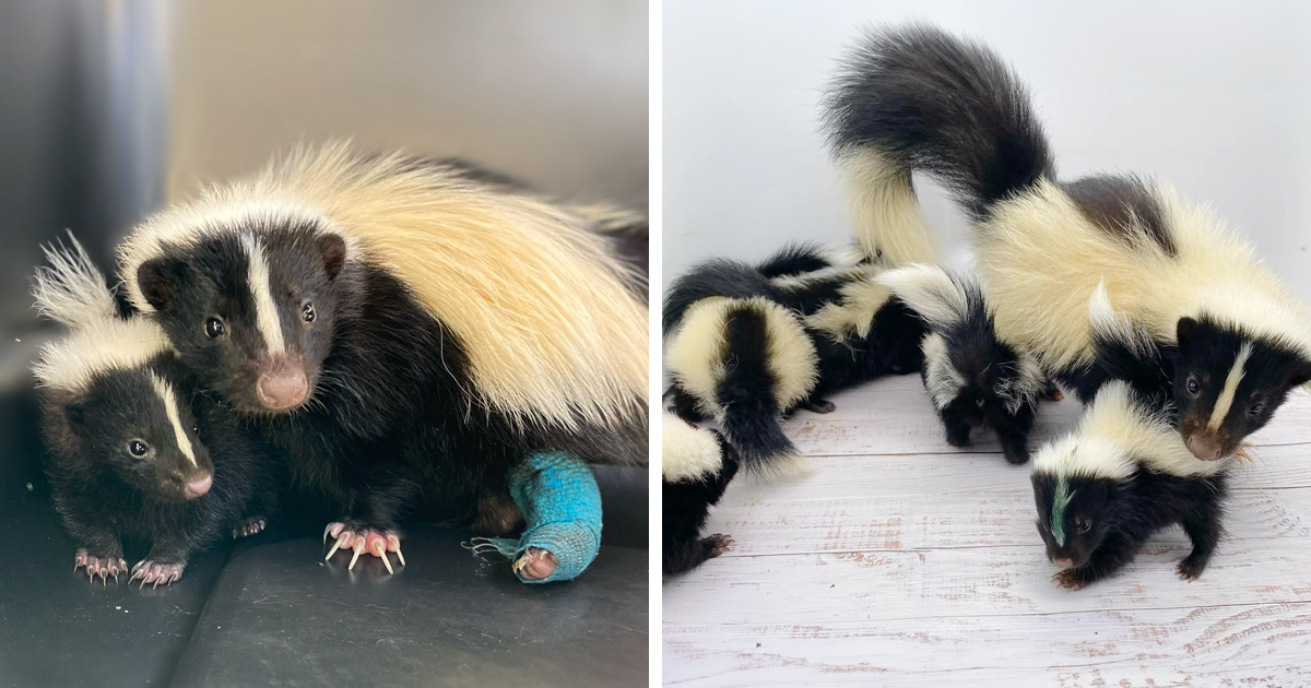 Injured Mama Skunk Ends Up Adopting An Orphan, The Next Day The Rescue Team Finds Her Babies ...