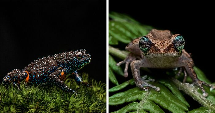 Photographer Captured 45 Macro Shots To Showcase The Hidden Charm Of ...