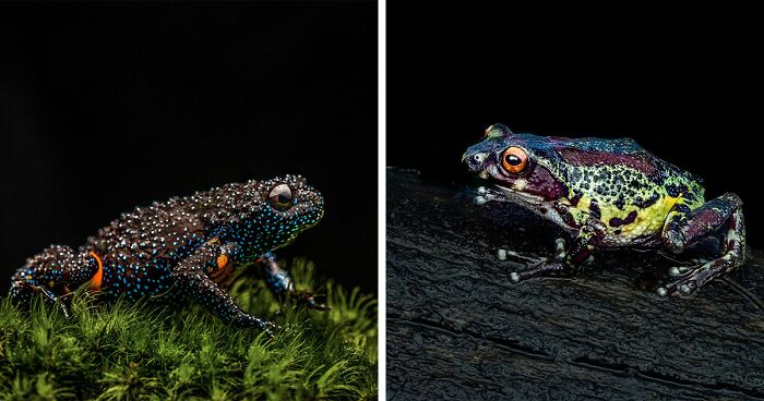 Photographer Captured 45 Macro Shots To Showcase The Hidden Charm Of ...