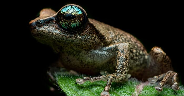 Photographer Captured 45 Macro Shots To Showcase The Hidden Charm Of ...