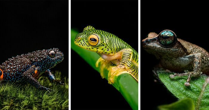 Photographer Captured 45 Macro Shots To Showcase The Hidden Charm Of ...