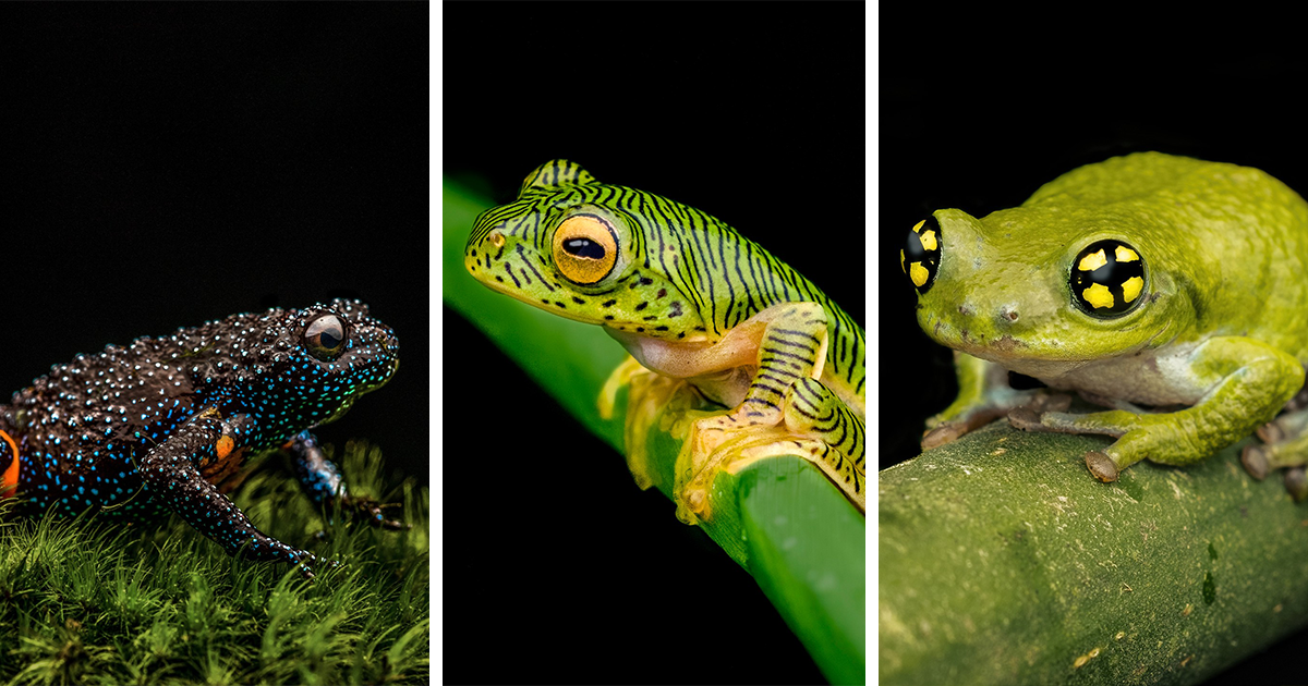 Photographer Captured 45 Macro Shots To Showcase The Hidden Charm Of ...
