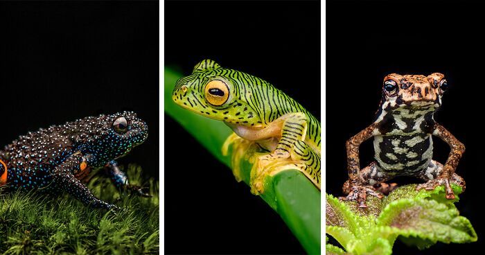 Photographer Captured 45 Macro Shots To Showcase The Hidden Charm Of ...