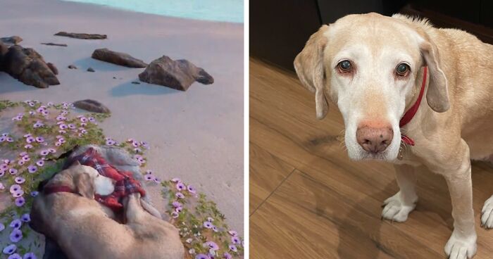 This Man Found A Beautiful Way To Relive The Final Memory With His Dog ...