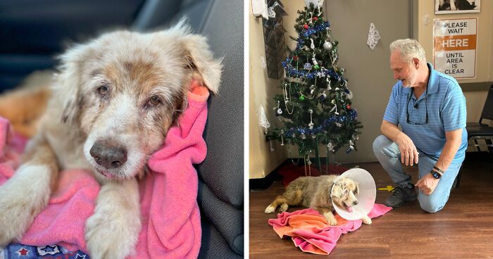 Texas Dog Who Was Missing For 7 Years Was Found Abandoned In Florida ...