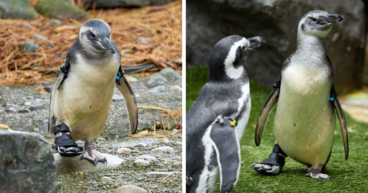 Periwinkle The Penguin Takes Over The Internet As He Thrives After A ...