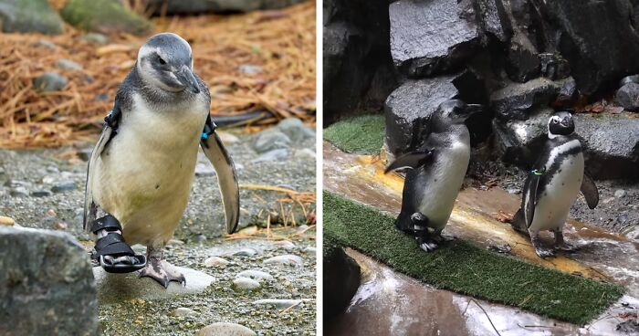 Periwinkle The Penguin Takes Over The Internet As He Thrives After A ...