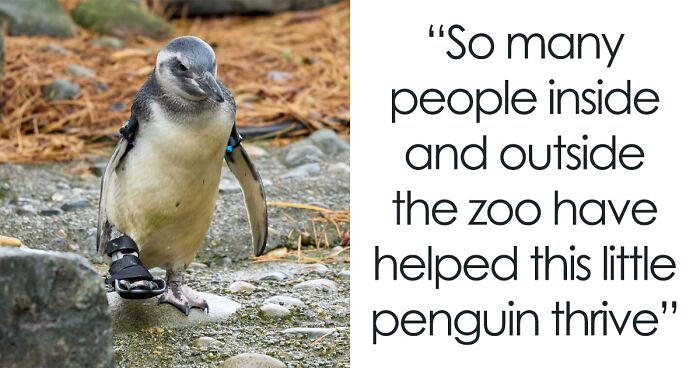 Periwinkle The Penguin Takes Over The Internet As He Thrives After A ...