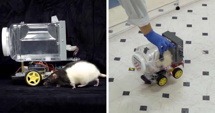 Rats Who Were Taught To Drive Enjoy Going For Rides, Rev The Engine As ...