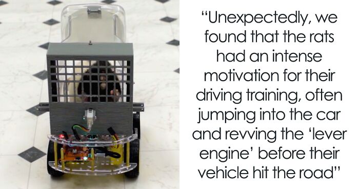 Rats Who Were Taught To Drive Enjoy Going For Rides, Rev The Engine As ...