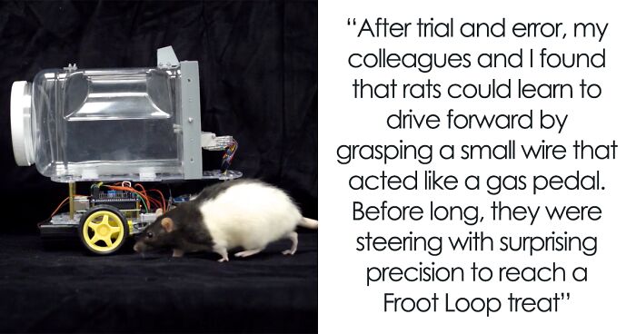 Rats Who Were Taught To Drive Enjoy Going For Rides, Rev The Engine As ...