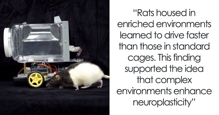 Rats Who Were Taught To Drive Enjoy Going For Rides, Rev The Engine As ...