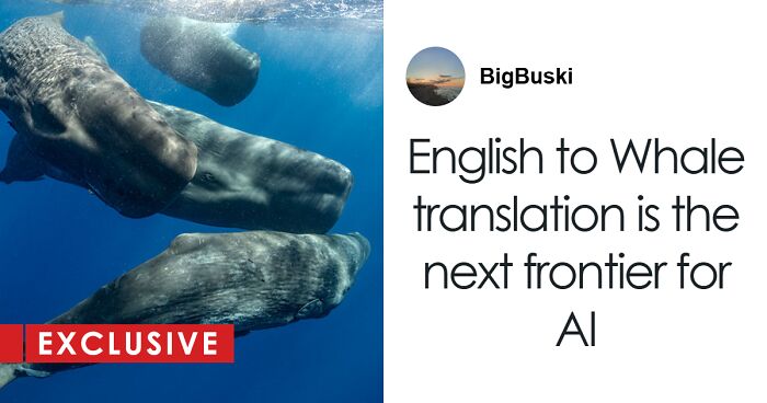AI Is Translating Whale Language, Which May Help Us Communicate With ...