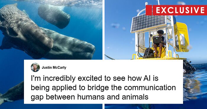 AI Is Translating Whale Language, Which May Help Us Communicate With ...