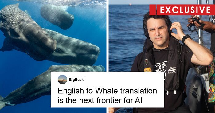 AI Is Translating Whale Language, Which May Help Us Communicate With ...