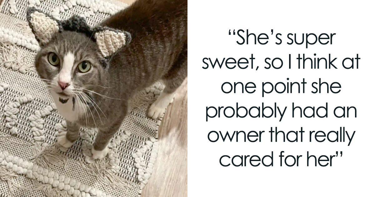 This Rescue Cat Was Missing Her Ears, But Her Family Made Sure To Solve ...