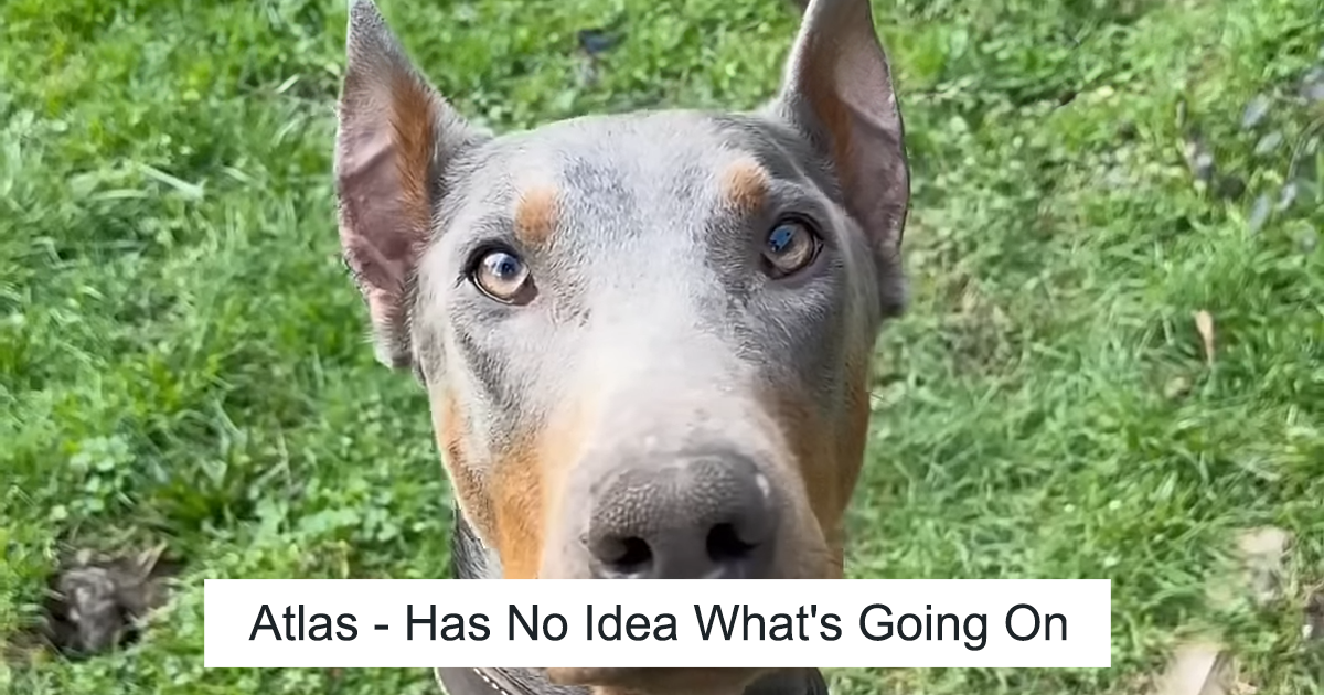 16 Dogs And Their Hilarious Habits That Remind Us Just How Silly These ...