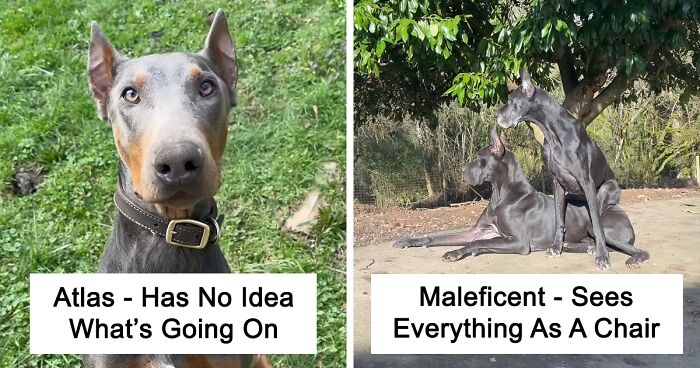 16 Dogs And Their Hilarious Habits That Remind Us Just How Silly These ...