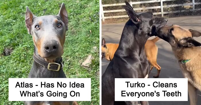 16 Dogs And Their Hilarious Habits That Remind Us Just How Silly These ...
