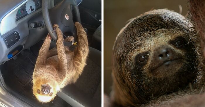 Man In Brazil Documented Hilariously Adorable Encounter With A Wild Sloth