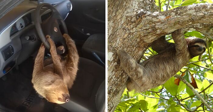 Man In Brazil Documented Hilariously Adorable Encounter With A Wild ...