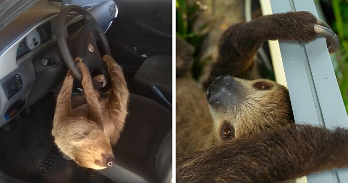Man In Brazil Documented Hilariously Adorable Encounter With A Wild ...
